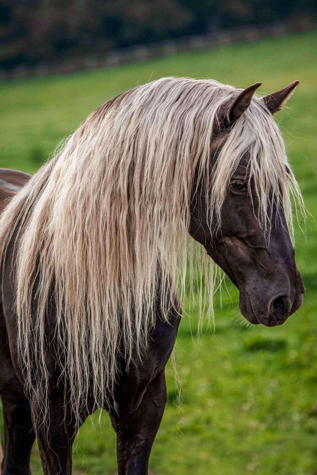 HCRS Split Second Rocky Mountain Horses HCRS Split Second Rocky Mountain Horses