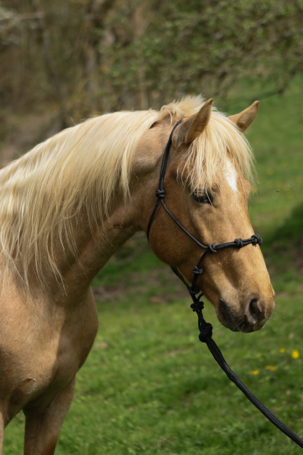 Stallions Archives - Rocky Mountain Horses